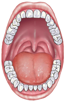 Mundhöhle | Diagnostik | Zahnarztportal
